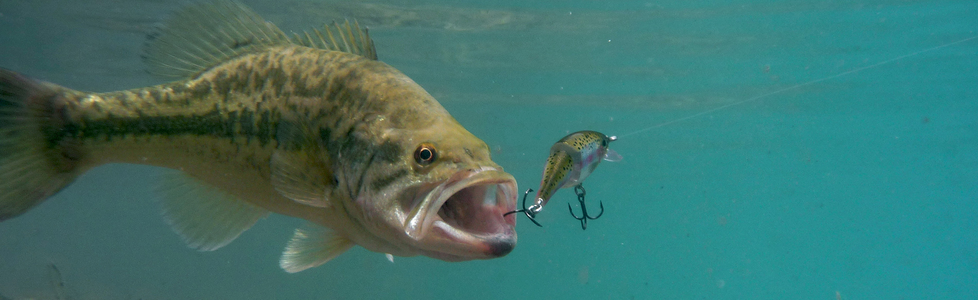 la pêche au poisson nageur - Fédération de pêche des Alpes-Maritimes